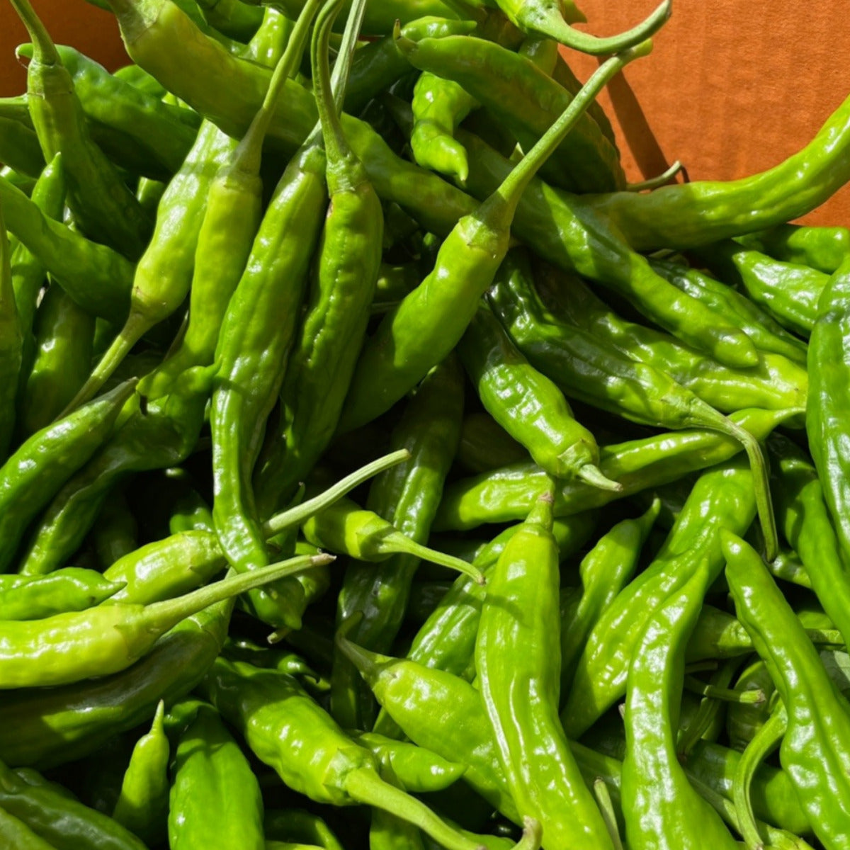 [🗓️예약발송 10월02일 🚚B2B 벌크] 꽈리고추 2kg | Korean Shishito Chili Pepper ...